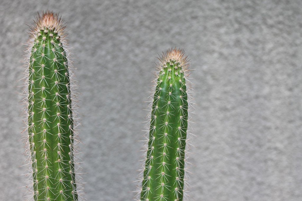 Meet The Maker - Stix & Flora | Hunting for George